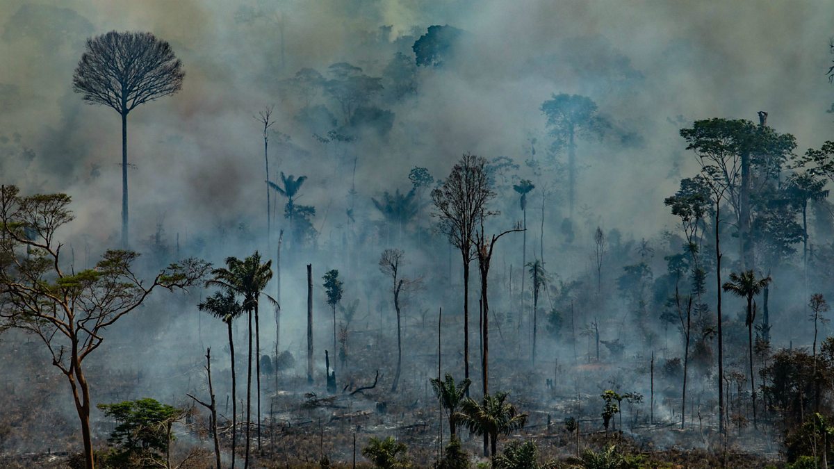 BBC World Service - Digital Planet, Brazilian fire monitoring in real time