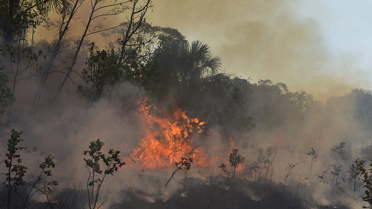 BBC News - Amazon under Threat