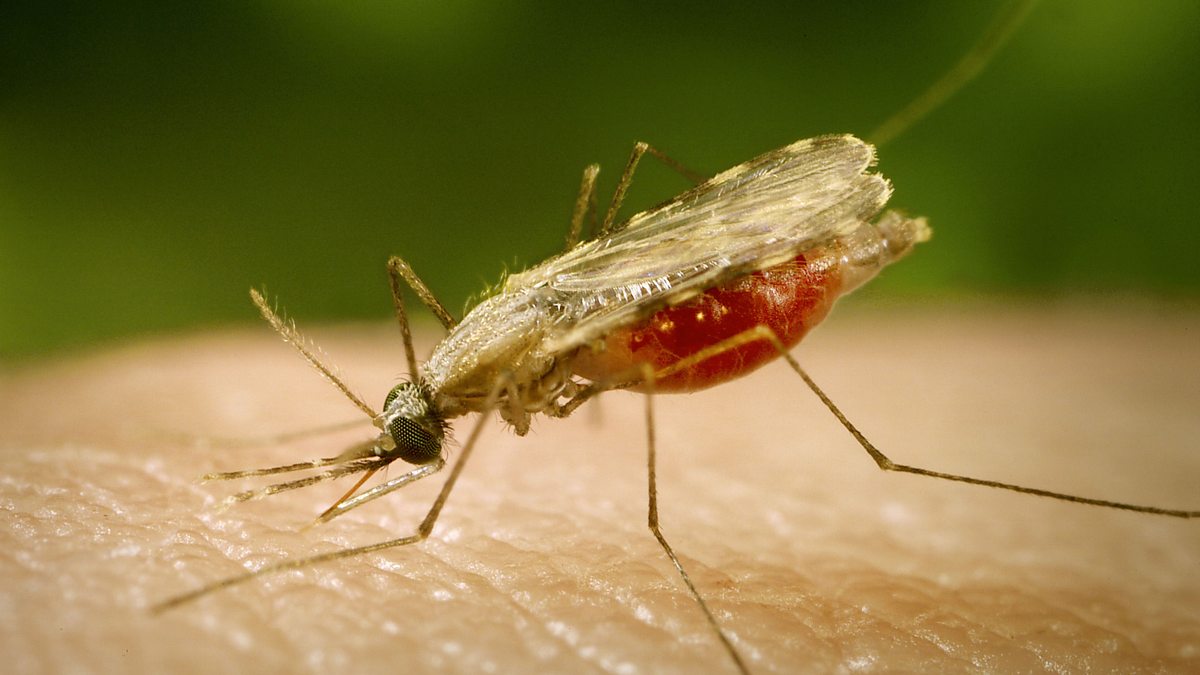 BBC World Service - Health Check, Malaria eradication within a generation?
