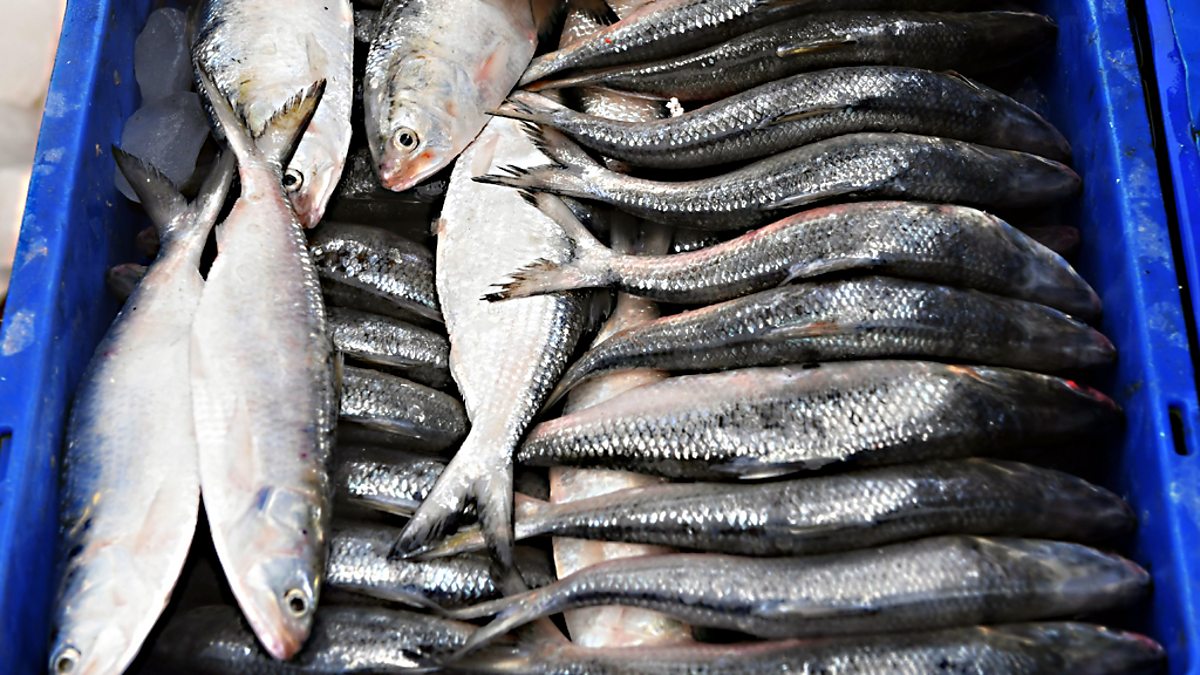 BBC News - Click, How fish could help make biodegradable bioplastics