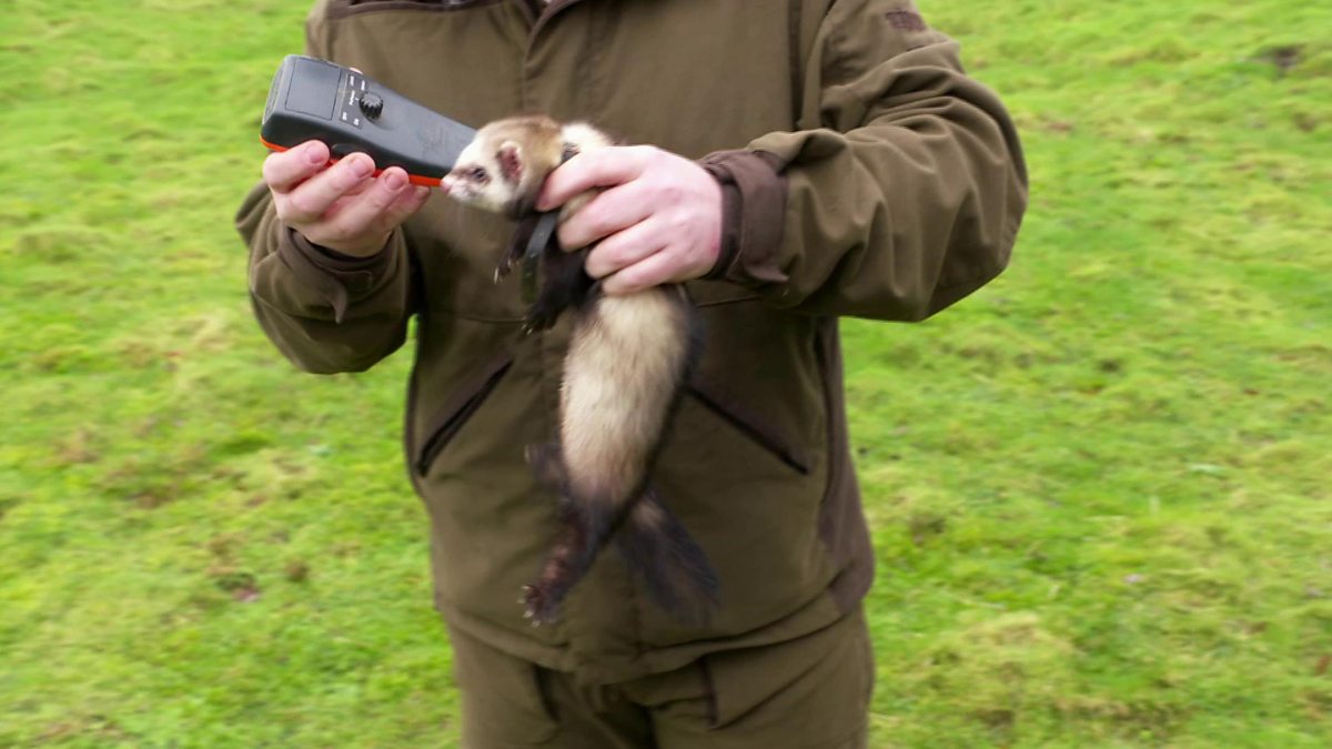 BBC One - True North, Series 13, The Last Rabbit Catcher, 'Every ferret ...