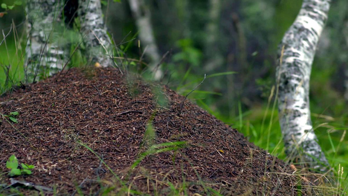 BBC Scotland - BBC Scotland - Why ants were way ahead of us on the ...