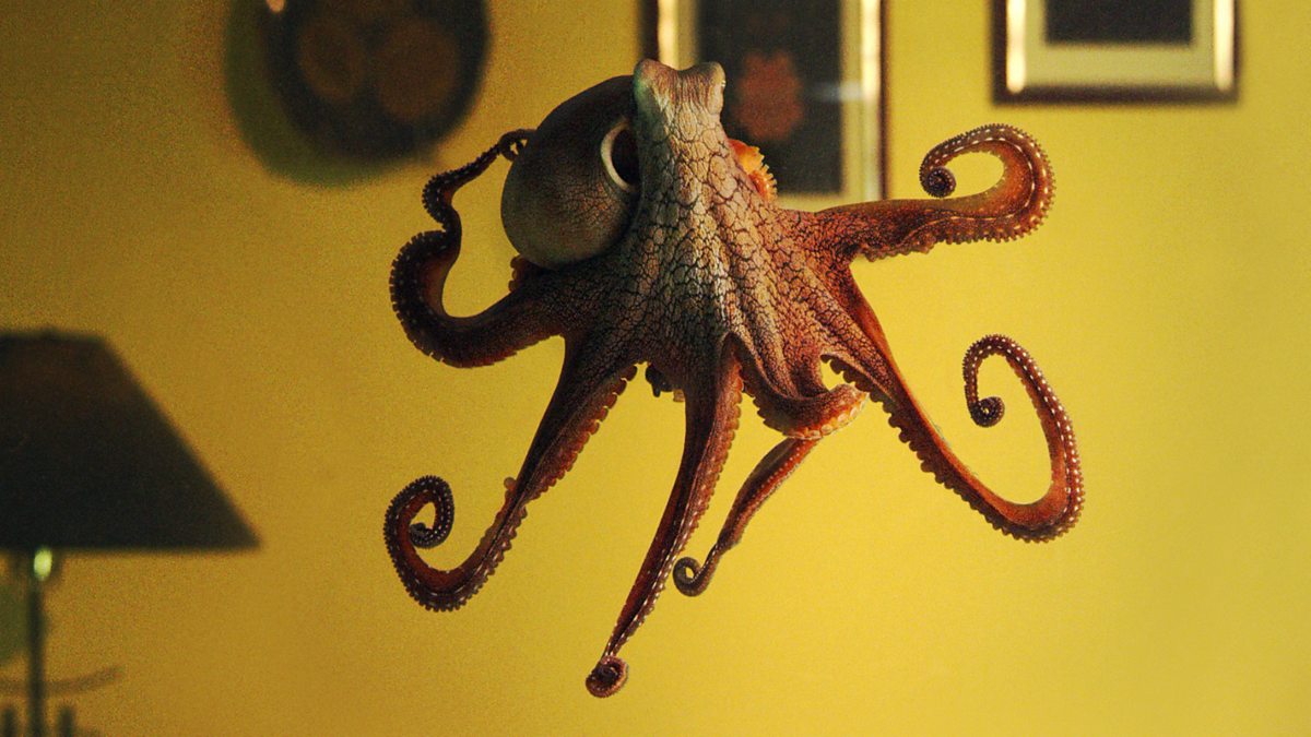 BBC World Service - Outlook, What is it like to be an octopus?