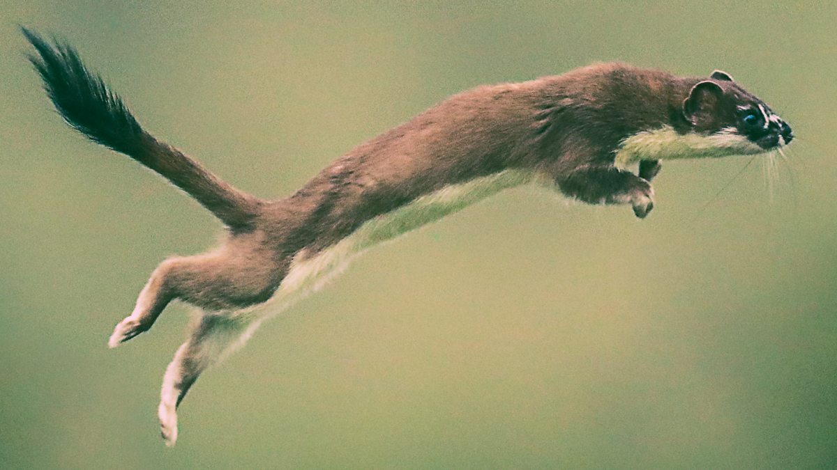BBC Two - Natural World, 2019-2020, Weasels: Feisty and Fearless - Clips