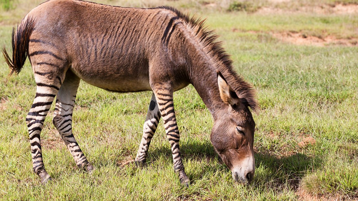 BBC Radio 4 - In Our Time, Hybrids