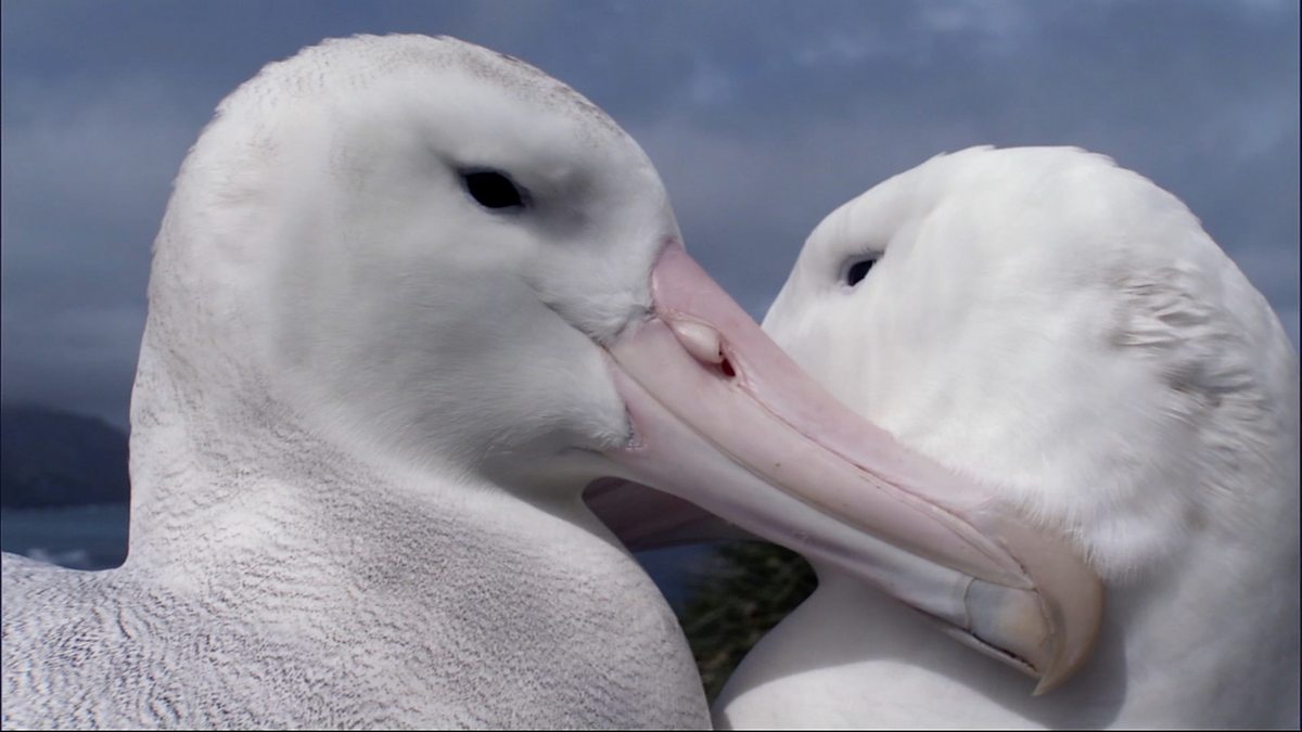 BBC One - Seven Worlds, One Planet, Series 1, Antarctica, Web exclusive ...