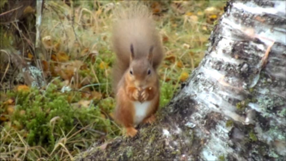 BBC Two - Autumnwatch, The Autumnwatch wildlife cameras are LIVE!