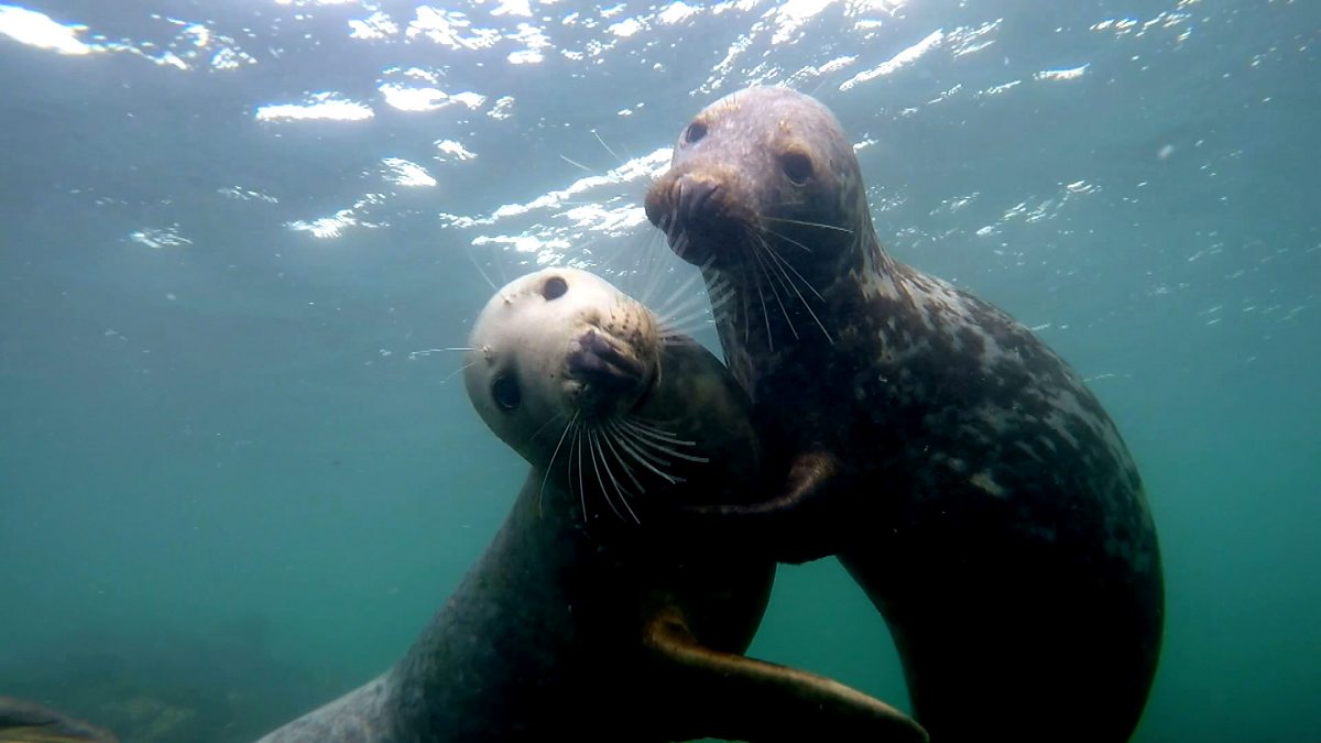 BBC Two - Autumnwatch, Autumnwatch 2019: What's coming up?