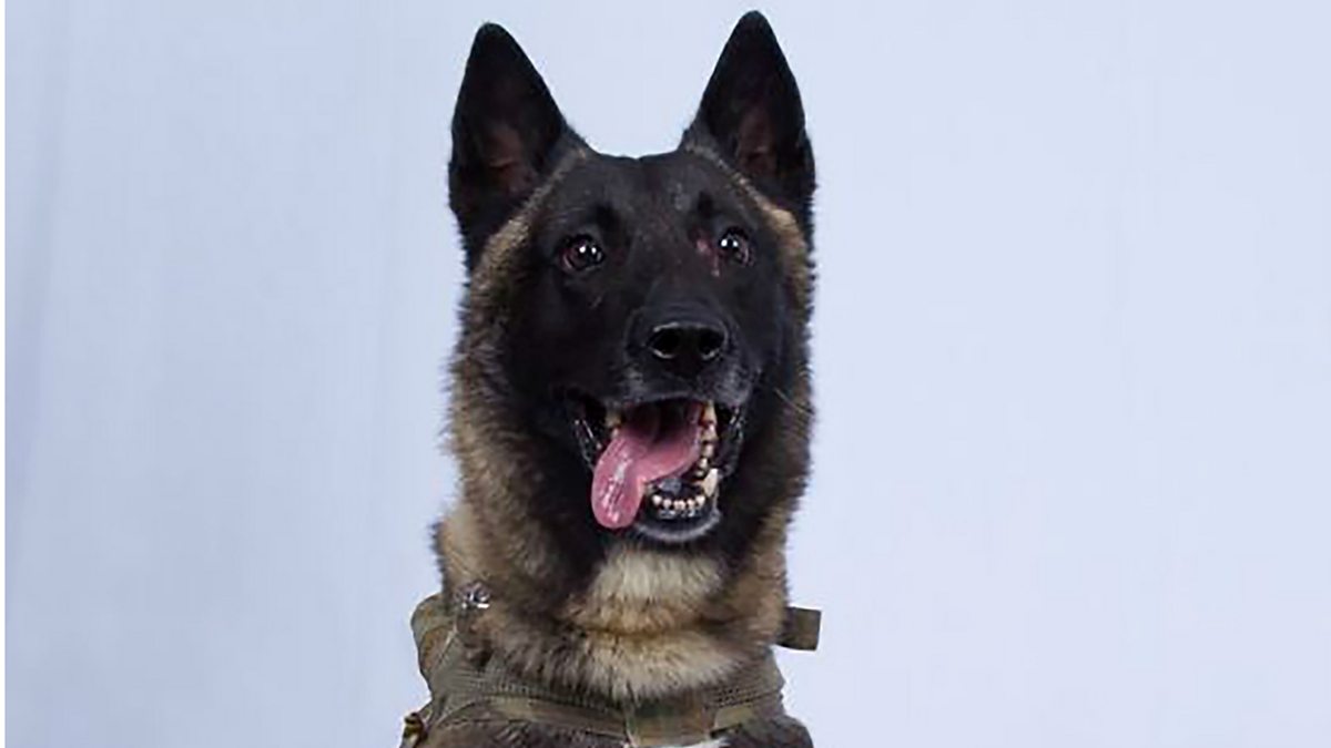 BBC World Service - BBC OS, BBC OS, Why dogs are 'one of the military's ...