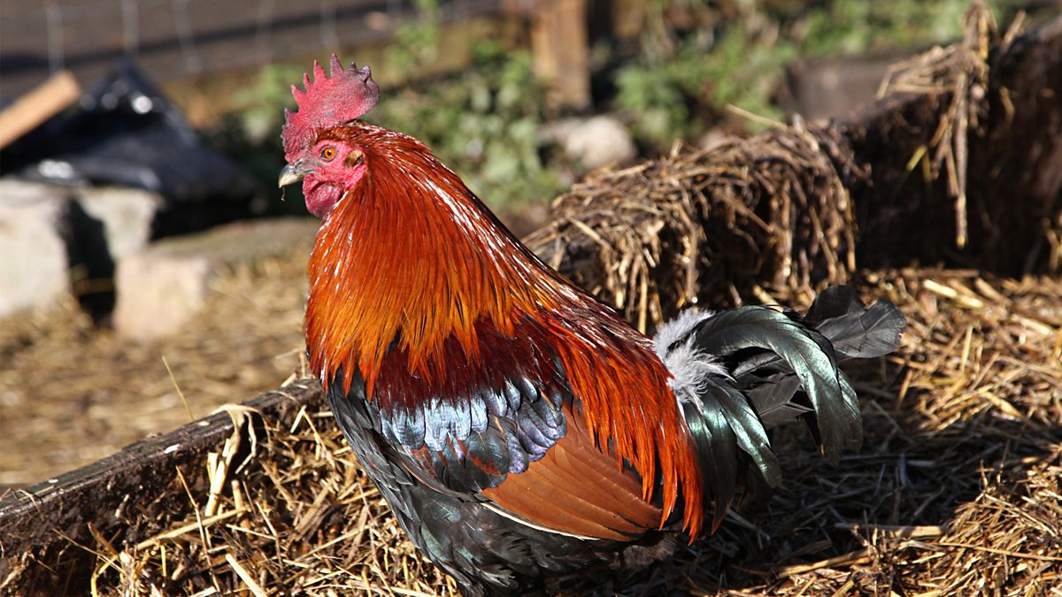 BBC Radio 4 - Natural Histories, Chicken