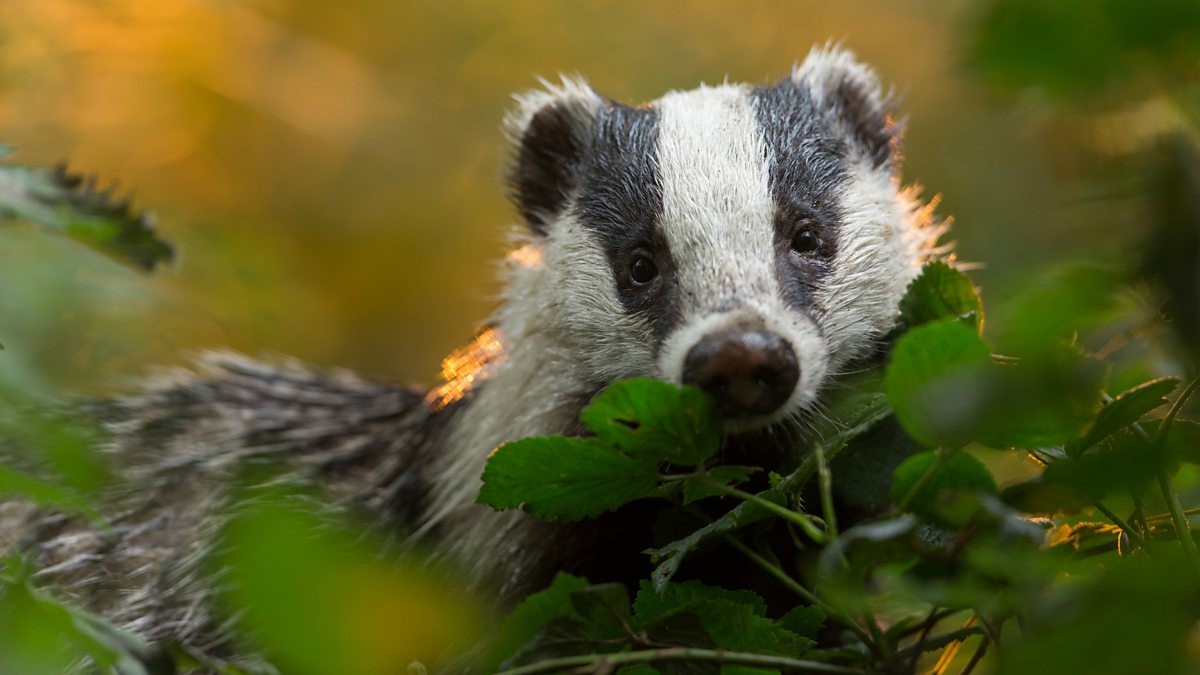 BBC Radio Ulster - Farming Matters, Badgers and bovine TB