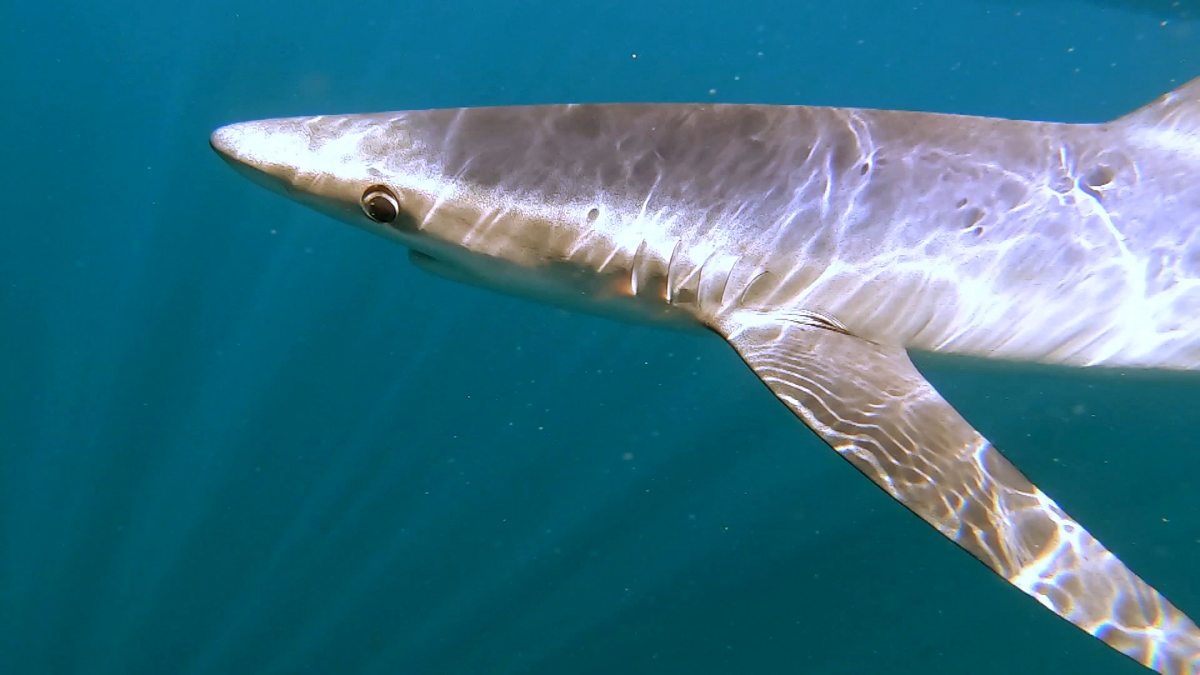 BBC Two - Autumnwatch, Blue shark bonanza!