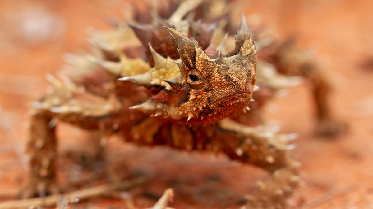 BBC Radio 4 - Start the Week, Animals and us