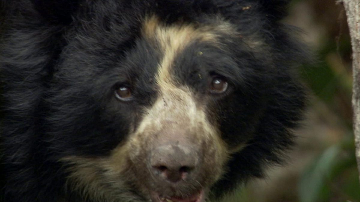BBC Two - Natural World, 2019-2020, Meet the Bears, The Spectacled Bear