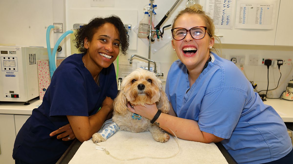 The Pets Factor - Series 6: 6. Archie, Conky and Hugo - BBC iPlayer