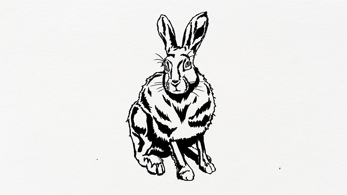 How To Draw A Arctic Hare