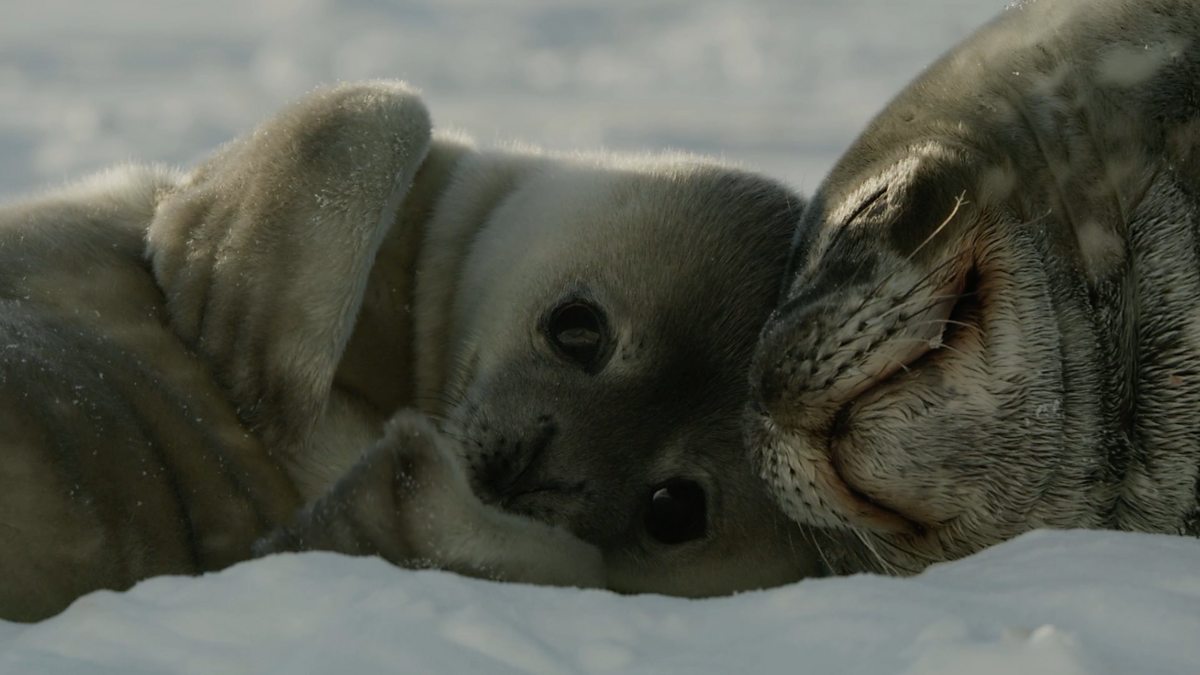 BBC One - Seven Worlds, One Planet, Series 1, Antarctica, Web exclusive ...