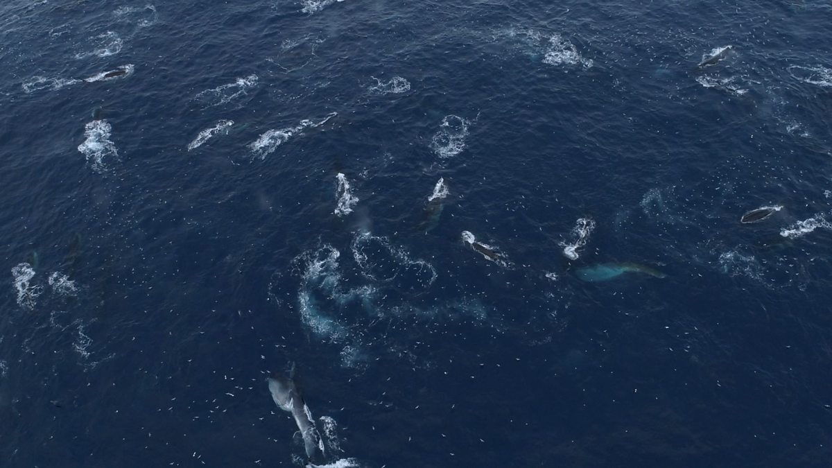 BBC One - Seven Worlds, One Planet, Series 1, Antarctica, Web exclusive ...