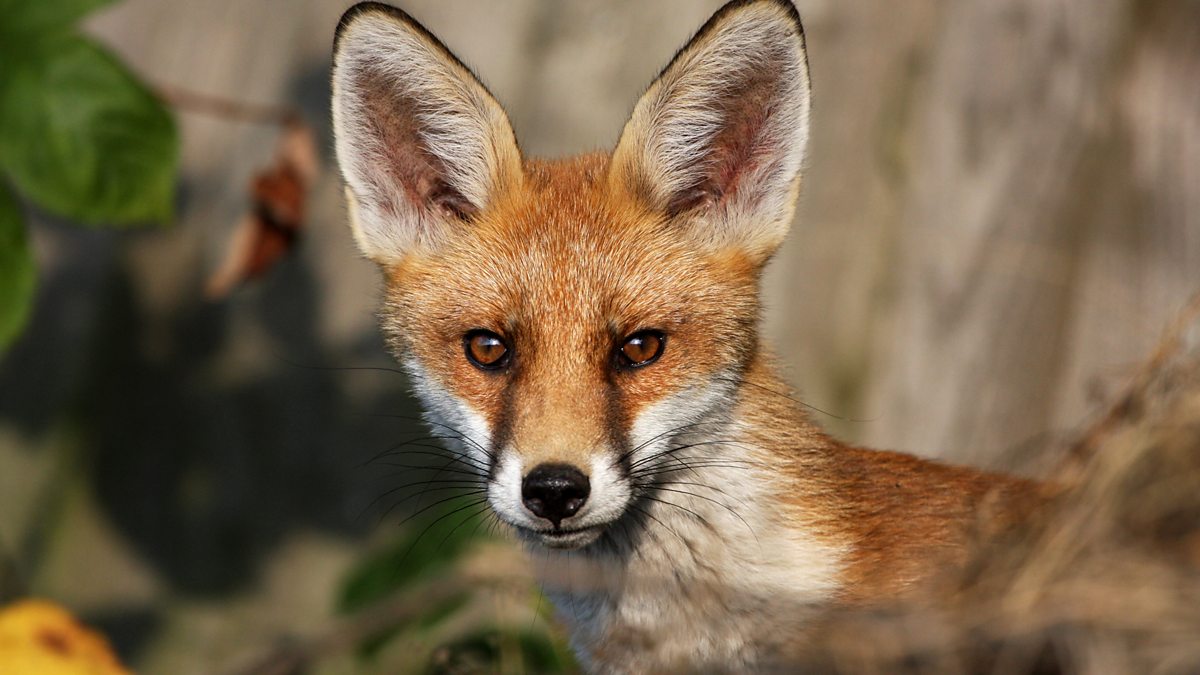 BBC Radio 4 Extra - Lady into Fox by David Garnett