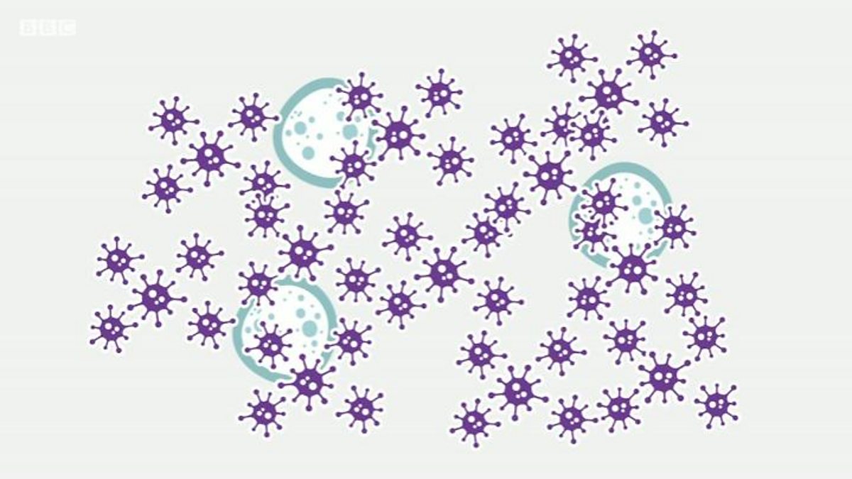 BBC World Service TV - Factfinder, What exactly is Cancer?