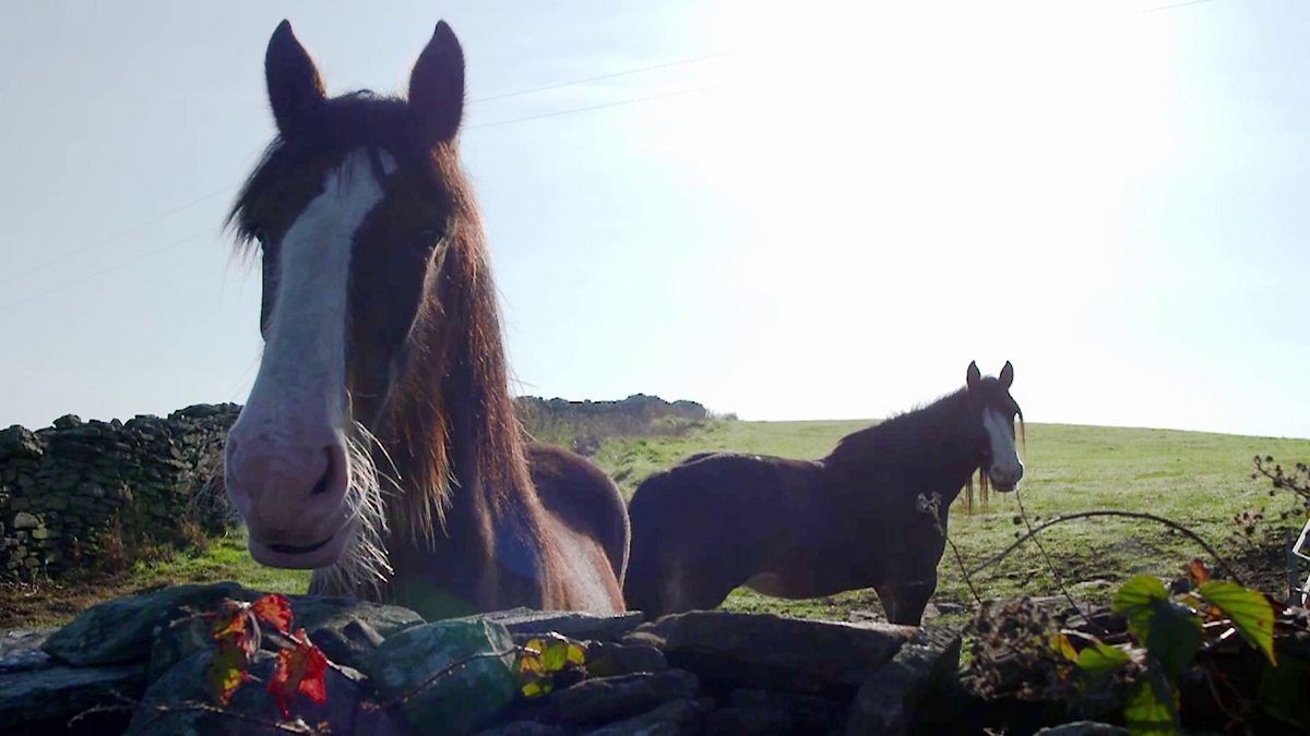 BBC Wales - BBC Wales - Gentle giants: Could the Shire horse be extinct ...