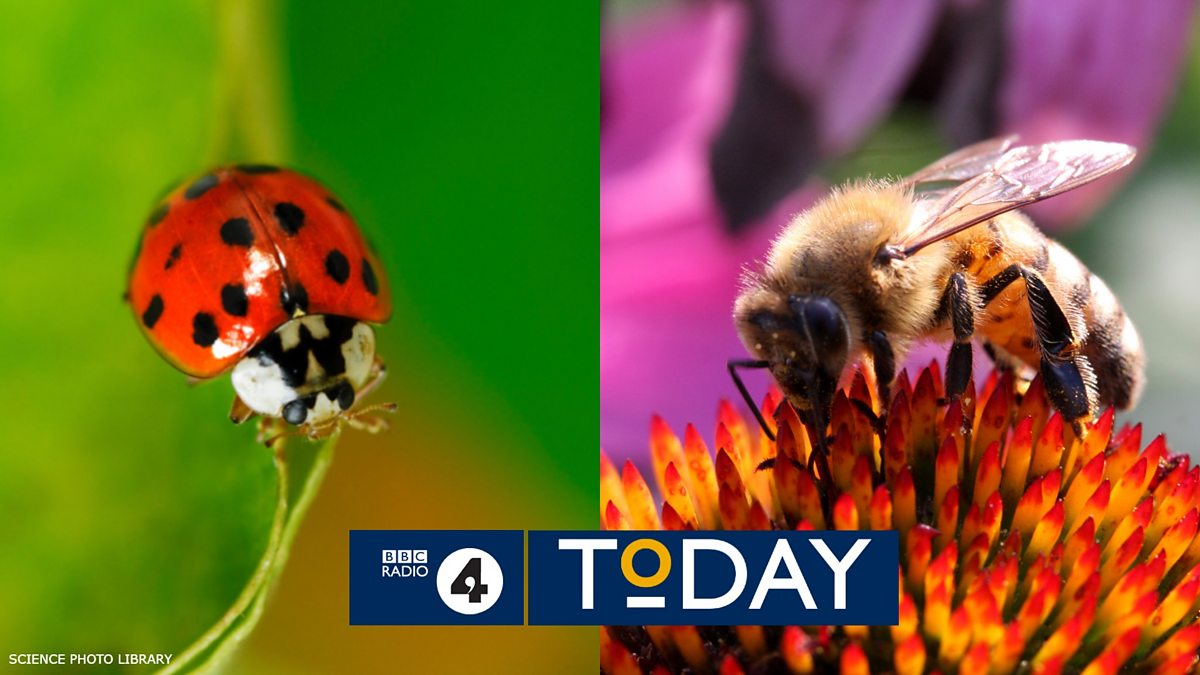 BBC Radio 4 - Today - Today’s nature survey