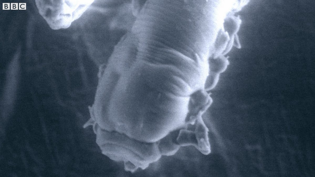 BBC Four - Secrets of Skin, Series 1, Adaptability, What animals are ...