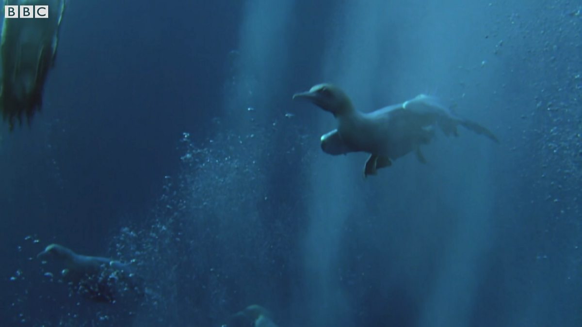 BBC Four - Secrets of Skin, Series 1, Adaptability, How do birds ...