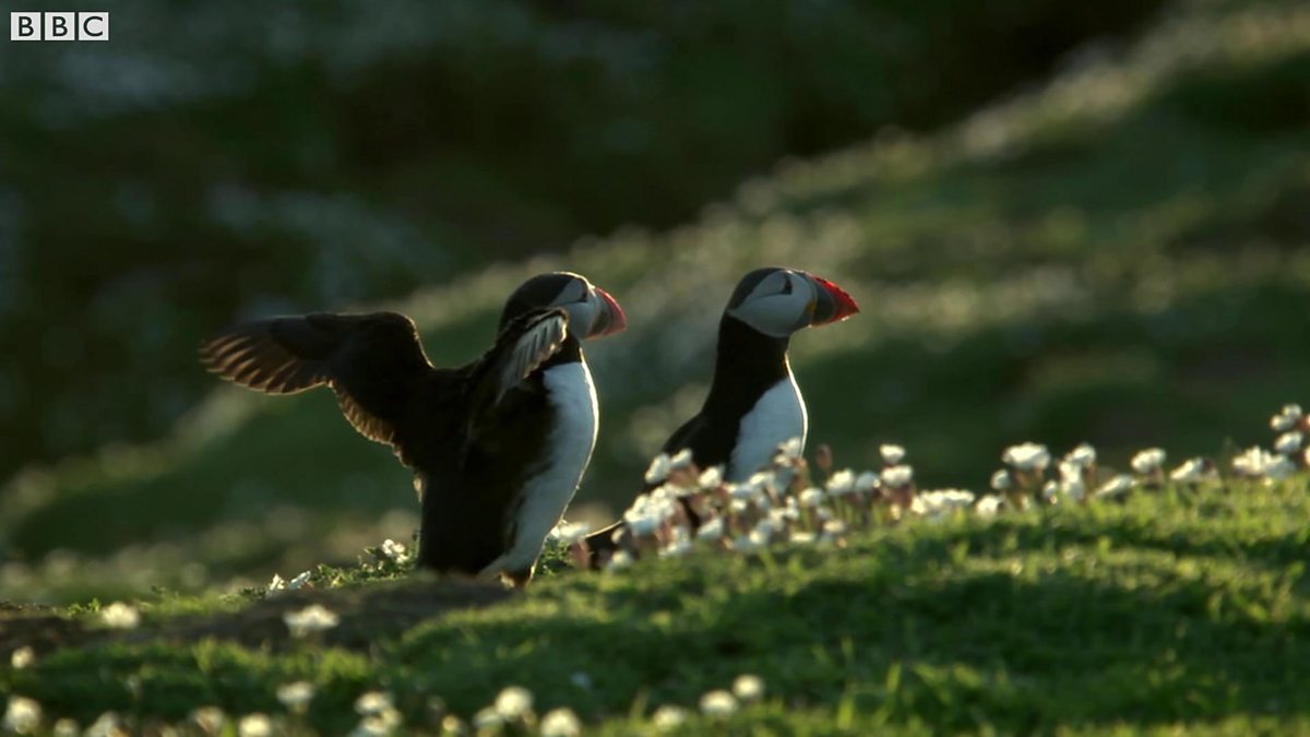 BBC Four - Secrets of Skin, Series 1, Communication, Puffin beaks glow ...