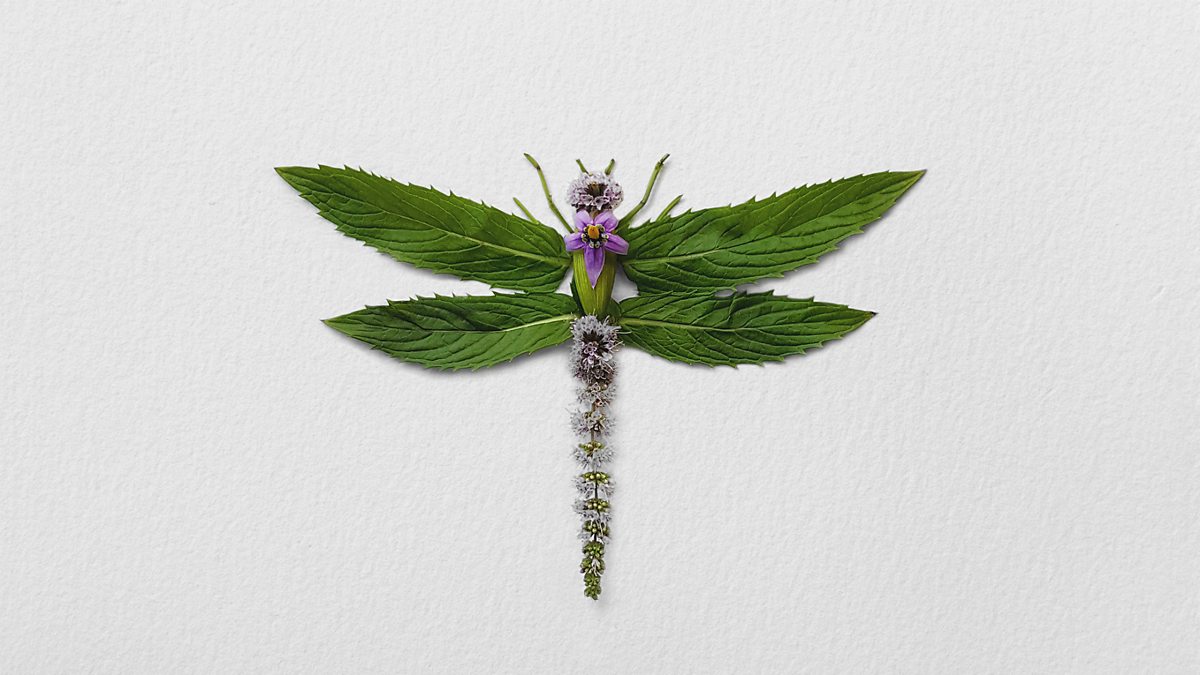 BBC World Service - Outlook, Why I make insect-shaped sculptures out of ...