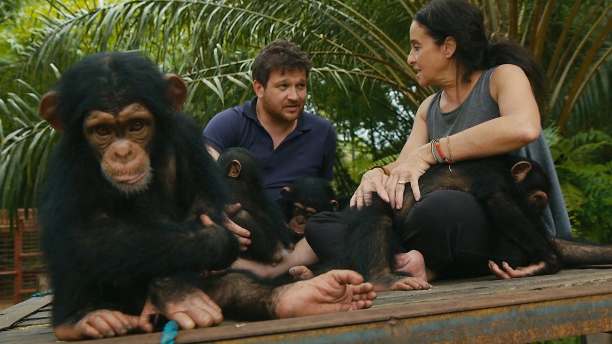 BBC Two - Baby Chimp Rescue, Series 1, Breaking Point, The baby chimps ...