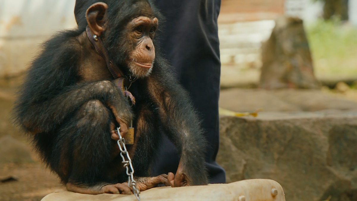 BBC Two - Baby Chimp Rescue, Series 1, Breaking Point, Chimp confiscation