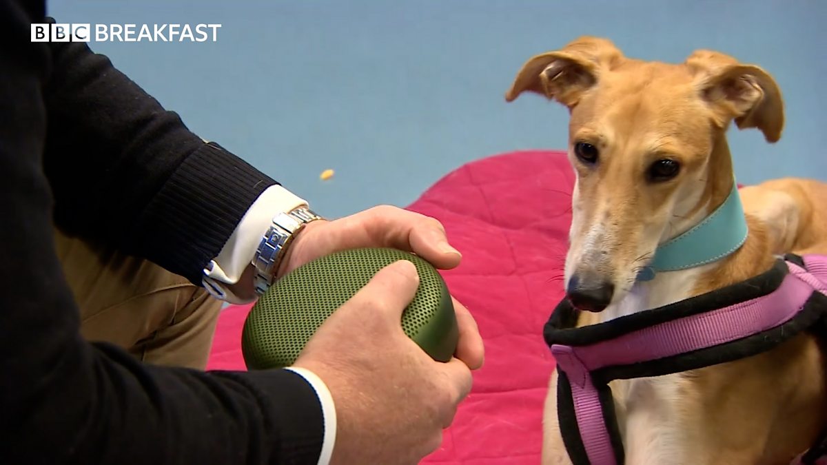 BBC One - Breakfast, Do podcasts for dogs work?