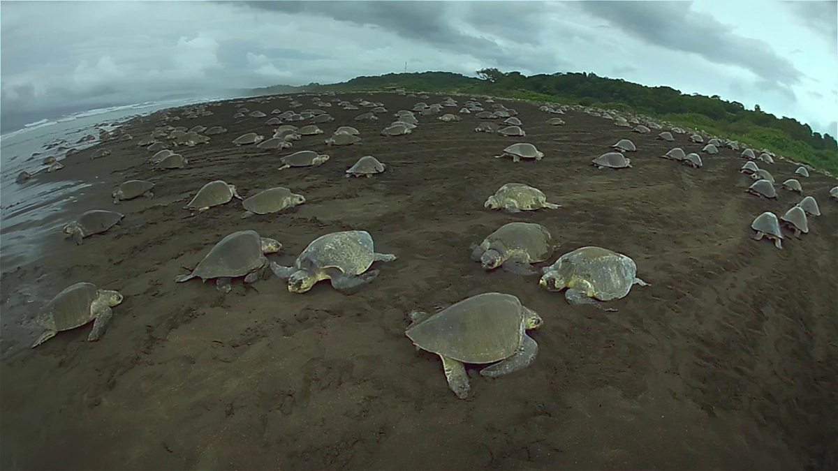 BBC One - Spy in the Wild, Series 2, The Tropics, Spy Vulture and Spy ...