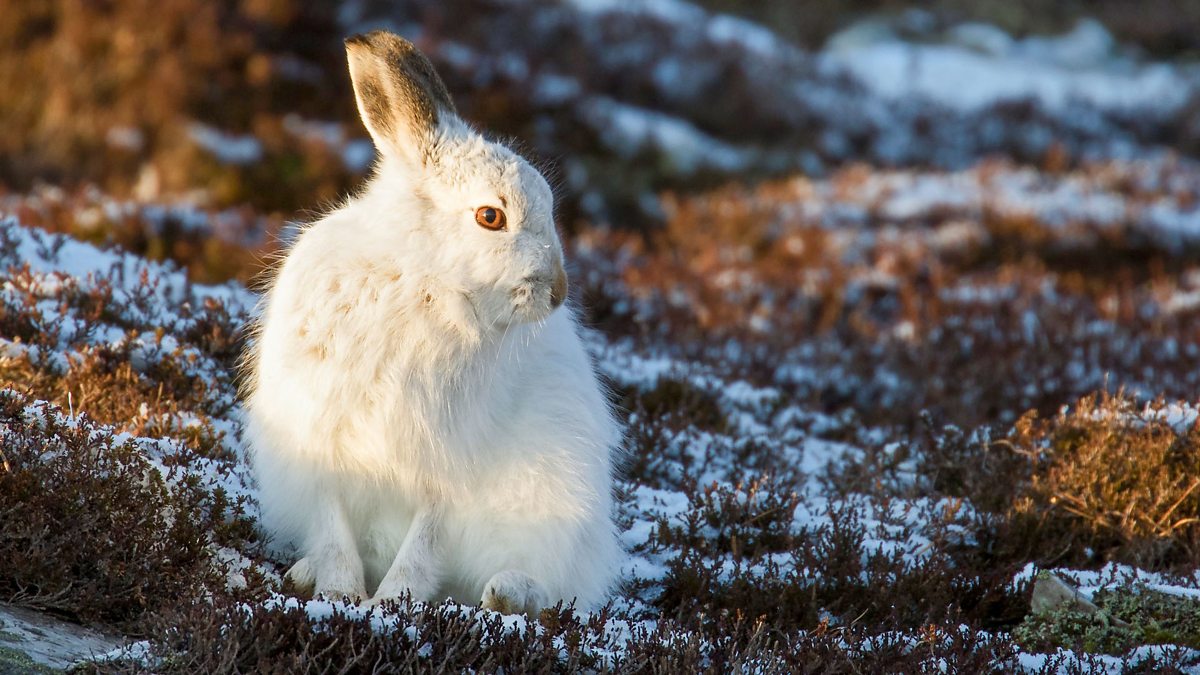 BBC Two - Winterwatch, Series 8, Episode 3 - Clips