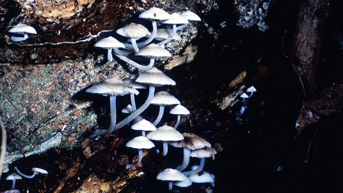 BBC Radio 4 - Free Thinking, Fungi: An Alien Encounter