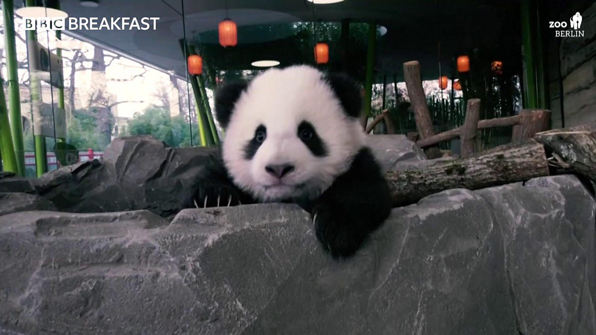 BBC One - Breakfast, Two panda cubs are to be shown to the public for ...