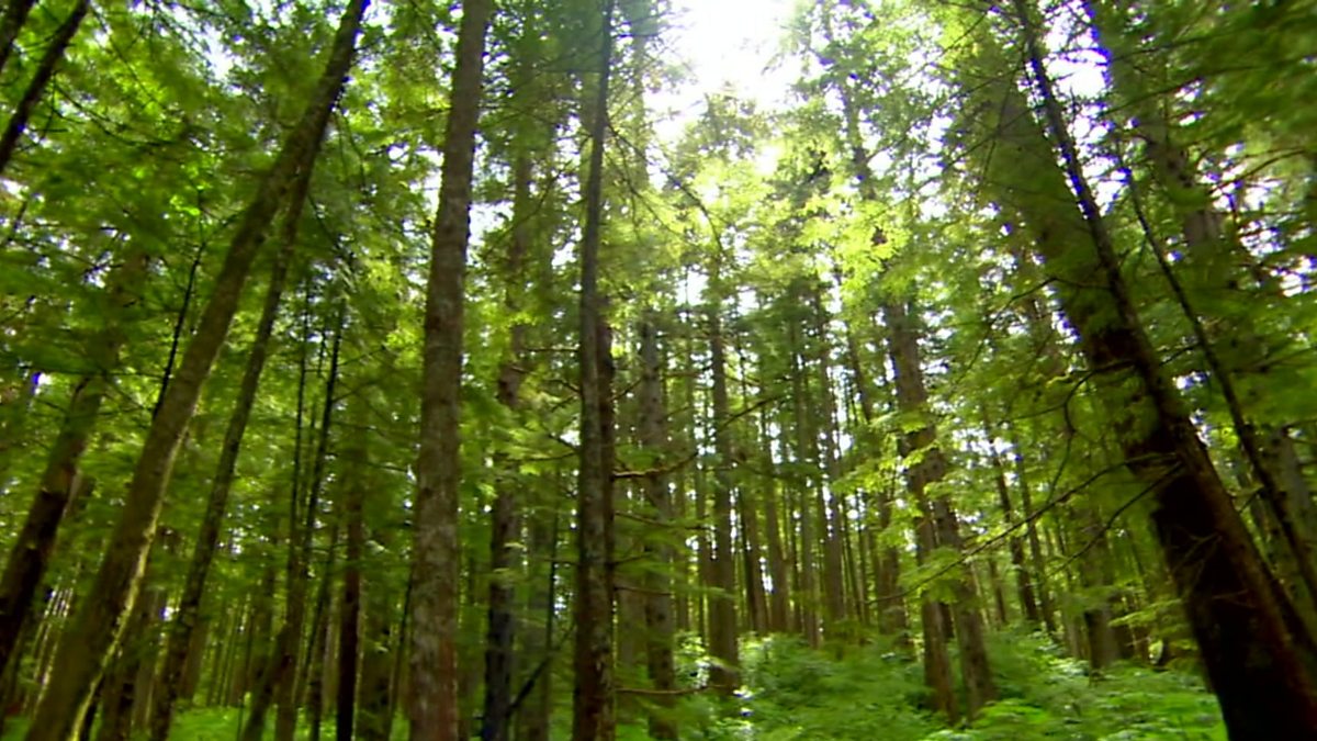 BBC World Service TV - My World, My World Episode 1 - Trees