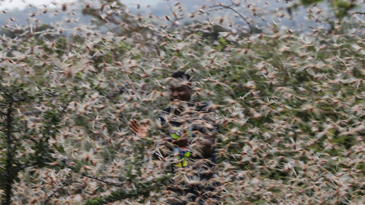 BBC World Service - Digital Planet, Drones dealing with locust swarms