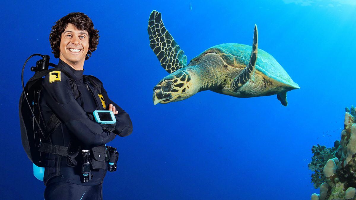 Andys Aquatic Adventures - Series 1: 15. Andy and the Hawksbill Turtles ...