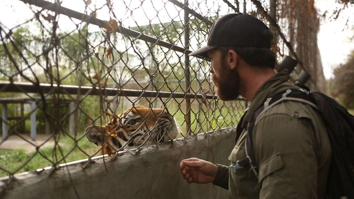 BBC Two - Natural World - Risking life and limb on the hunt for the ...