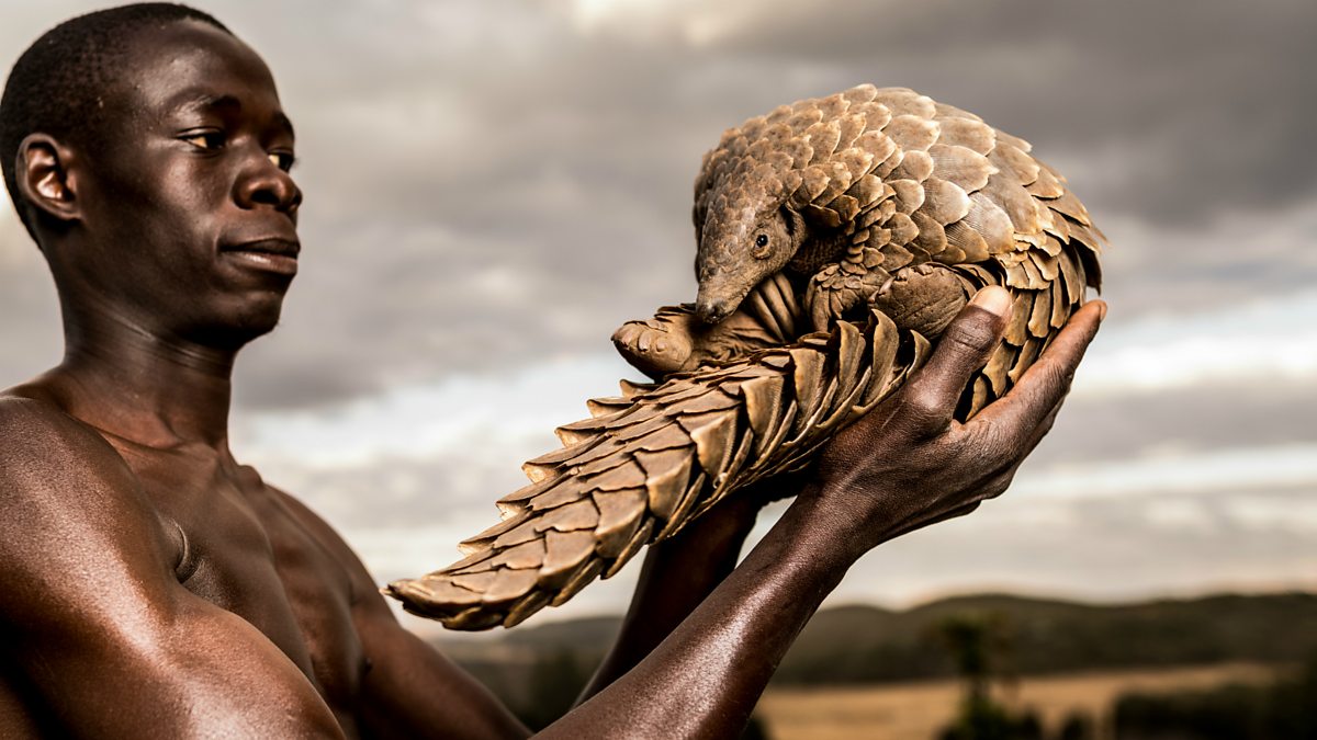 BBC News - Big Boss Interview, Is Africa's pangolin doomed to extinction?