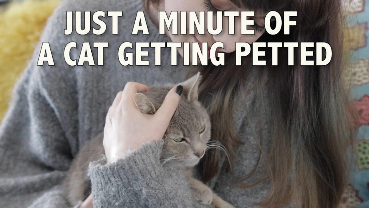 BBC - The Social, Just A Minute Of A Cat Getting Petted