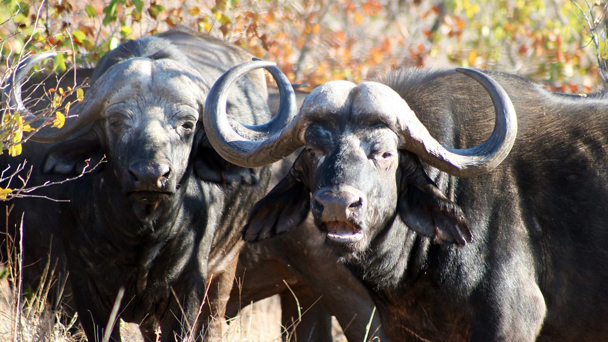 Deadly 60 - Series 3: 5. South Africa 1 - BBC iPlayer