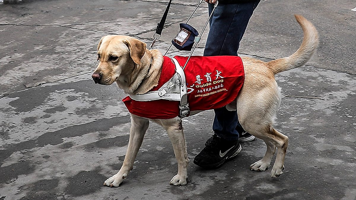 BBC World Service - The Forum, Guide dogs for the blind: A history