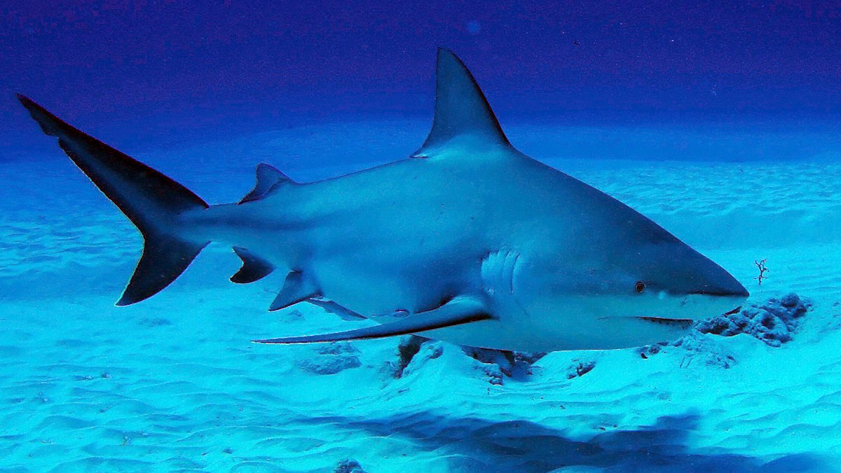 Deadly 60 - Series 3: 13. Mexico 2 - Signed - BBC iPlayer