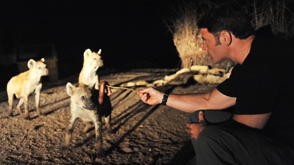 Deadly 60 - Series 3: 23. Deadly Neighbours - BBC iPlayer