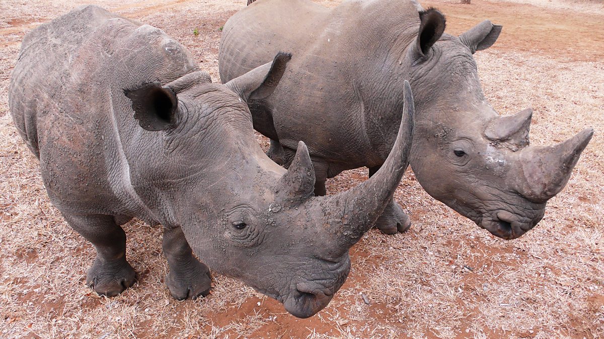 Deadly 60 - Series 3: 25. Endangered - BBC iPlayer