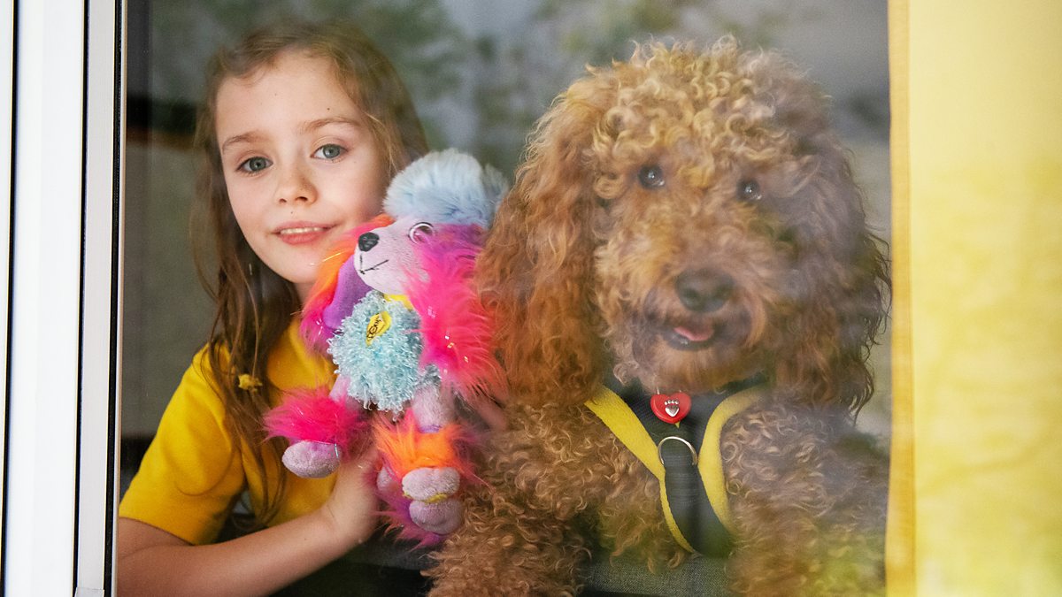 Waffle the Wonder Dog - Series 4: 7. Waffle and Benji - BBC iPlayer