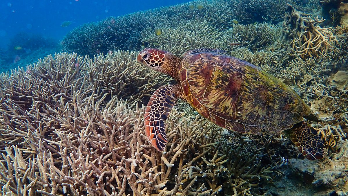 BBC One - Blue Planet Revisited, Series 1 - Available now